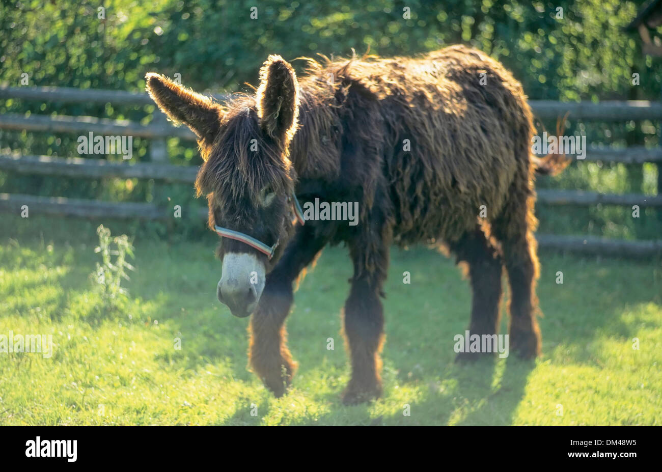 Poitou-giant-donkey, Poitou donkeys, Baudet du Poitou, Poitou-Riesen ...