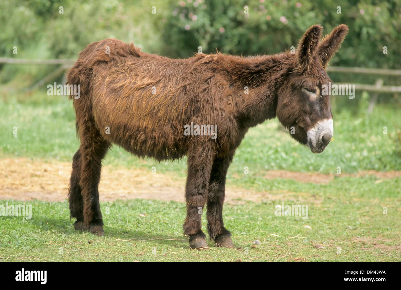 Poitou-giant-donkey, Poitou donkeys, Baudet du Poitou, Poitou-Riesen ...