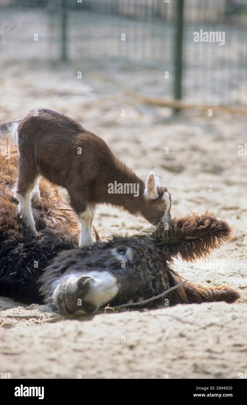Poitou-giant-donkey with goat, Poitou donkeys, Baudet du Poitou ...