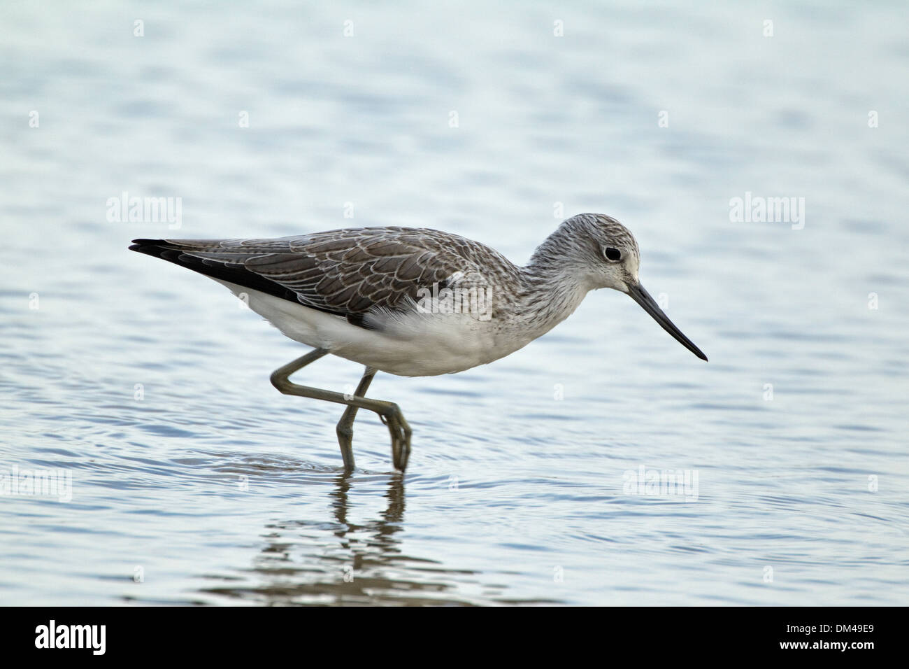 Common Greenshank (Tringa nebularia Stock Photo - Alamy
