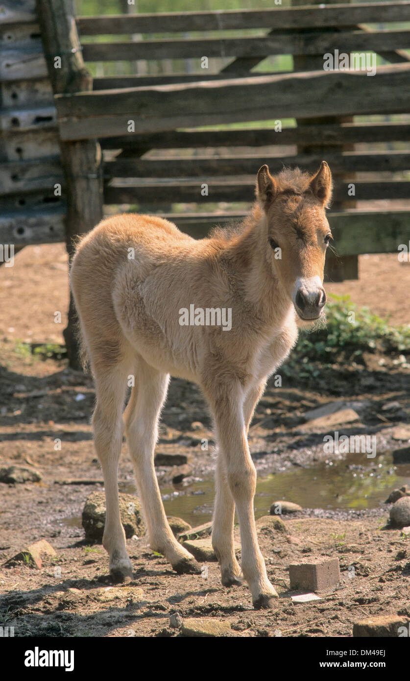 Dulmen ponies in the Merfelder Bruch, Dulmen Pony, Dülmener Pferd ...