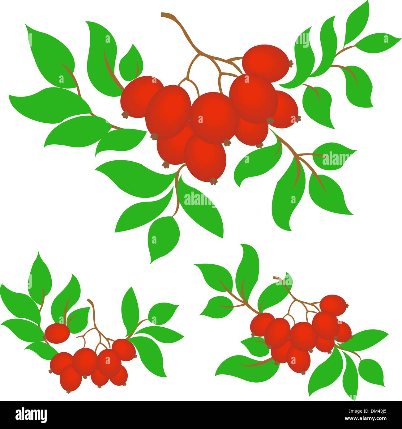 Rowan twig drawing Cut Out Stock Images & Pictures - Alamy