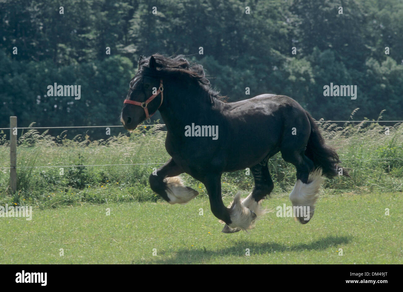 Shire stallion hi-res stock photography and images - Alamy