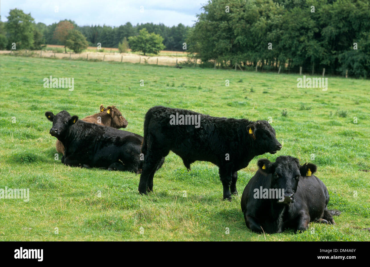 Welsh Black cattle, Welsh Black, Welsh Black beef, Waliser Schwarzvieh ...