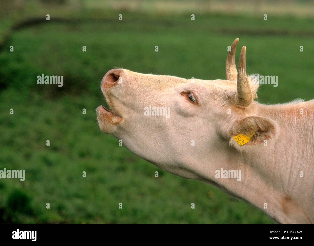 Black welsh cattle hi-res stock photography and images - Alamy