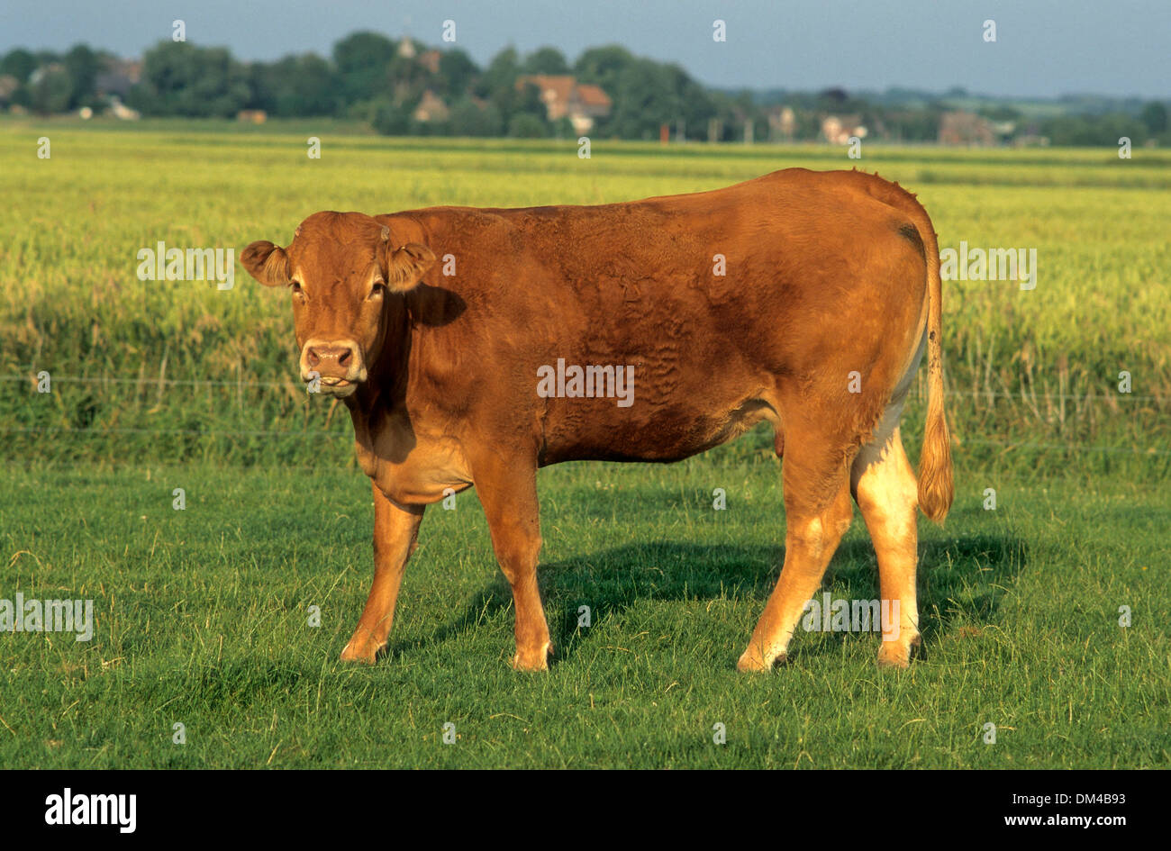 Limousin cattle, Limousin-Rind Stock Photo - Alamy