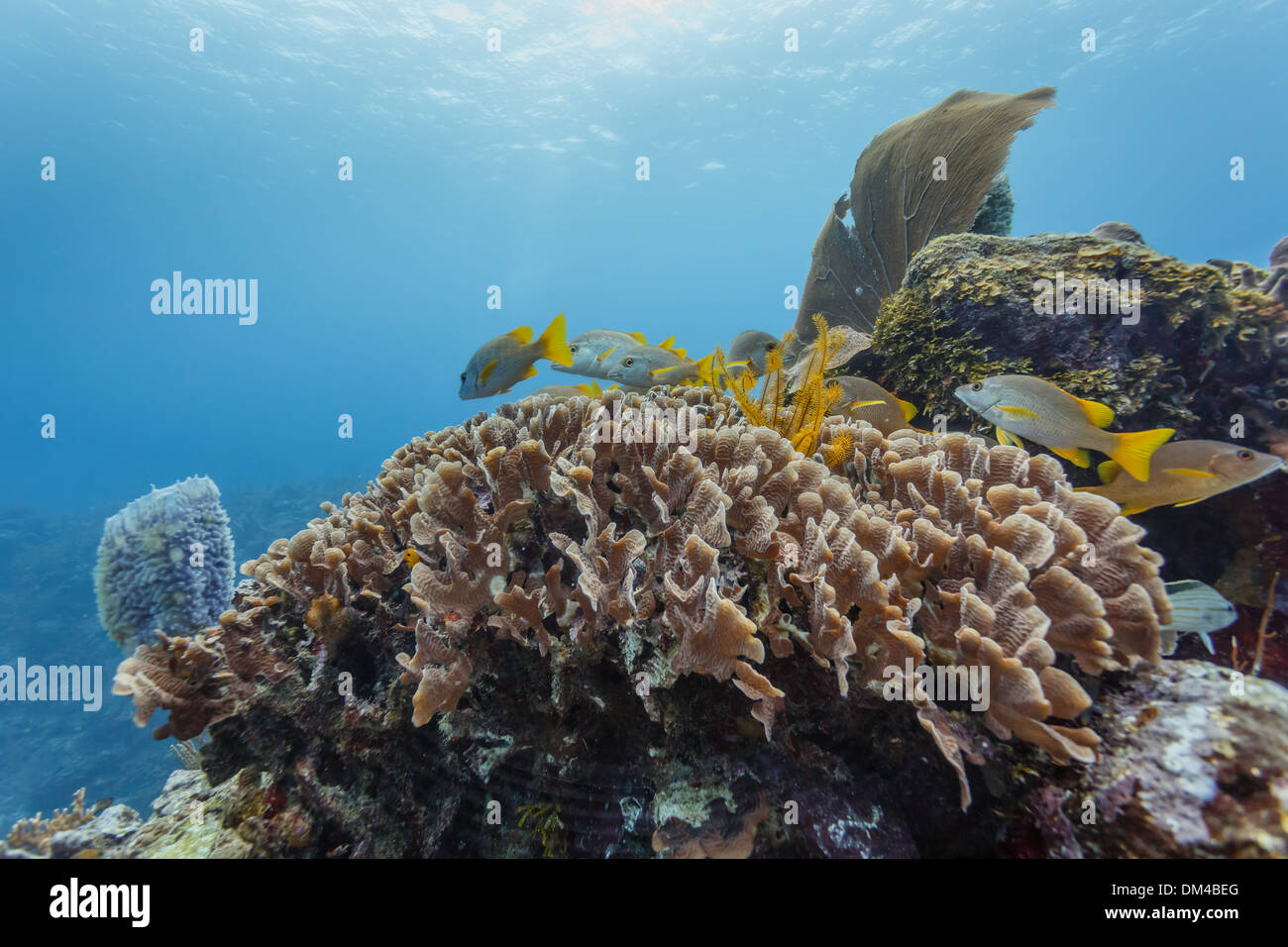 Colorful fish swim in coral on barrier reef in Hol Chan Marine Reserve ...