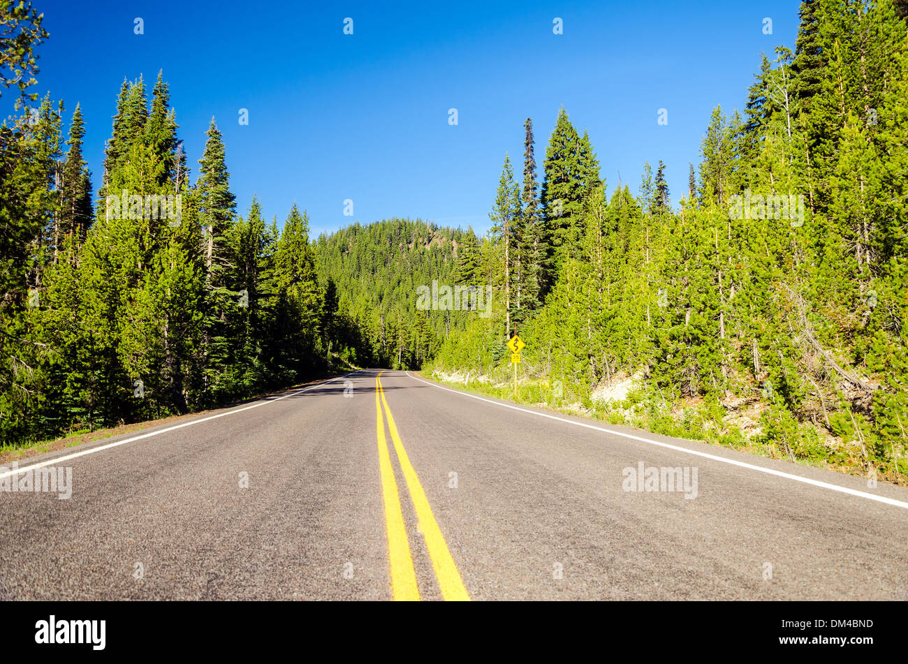 Highway passing through a beautiful green pine tree forest in Central ...