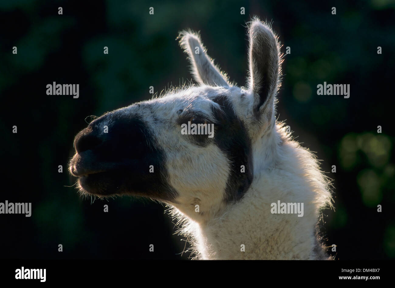 Llama side view hi-res stock photography and images - Alamy