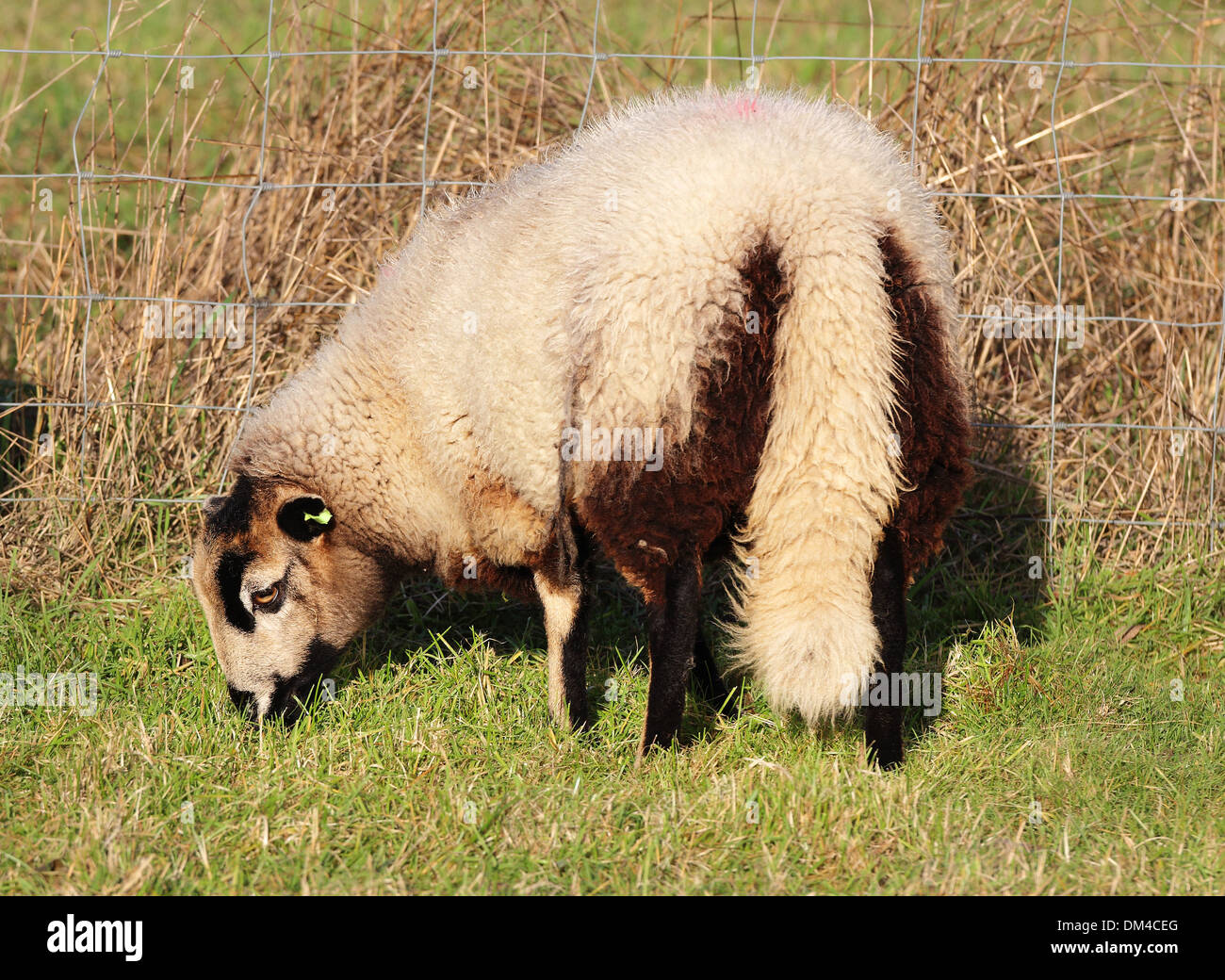 Woolly sheep hi-res stock photography and images - Alamy