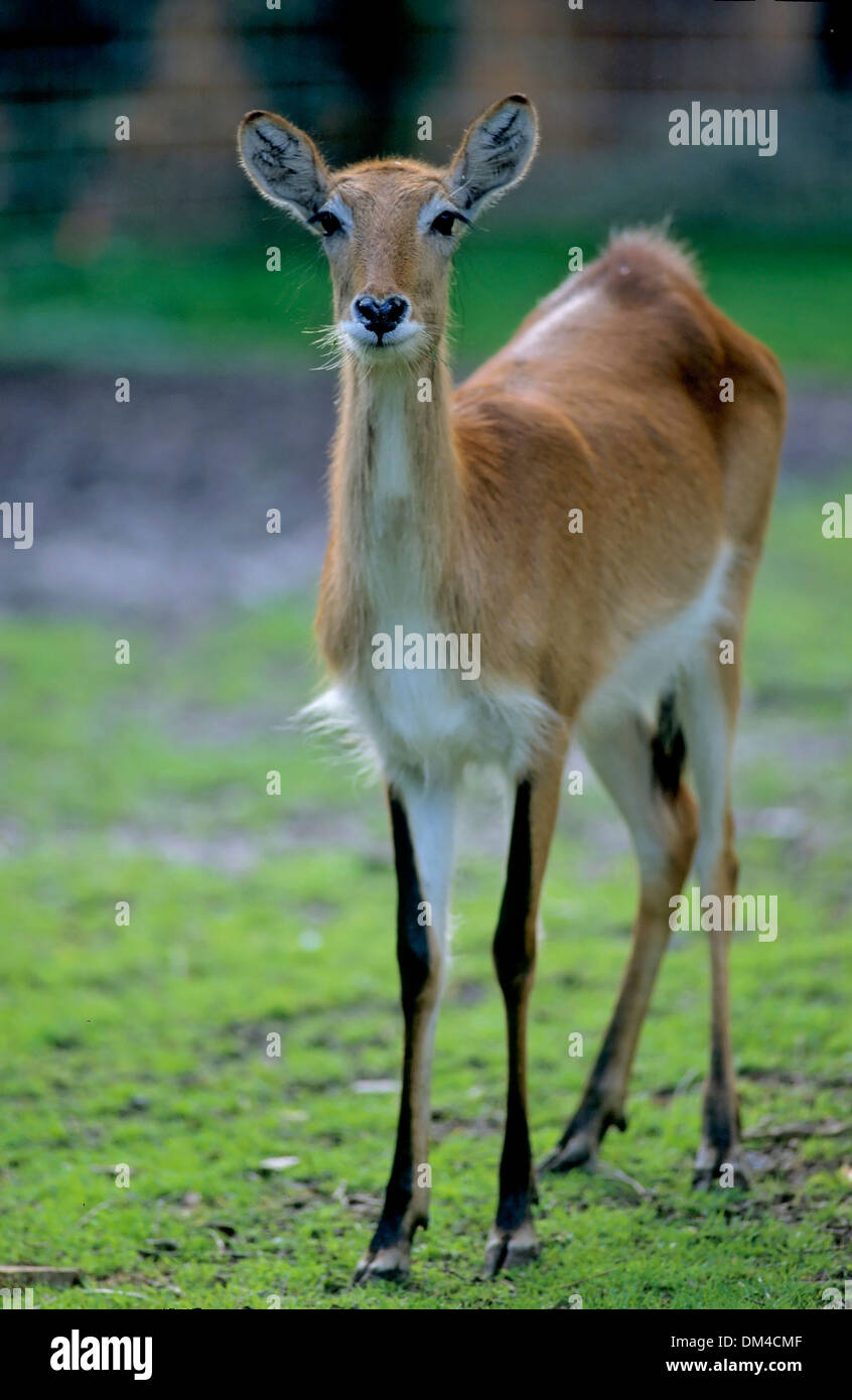 southern lechwe, (Kobus leche), Litschi, Wasserbock, Moorantilope ...