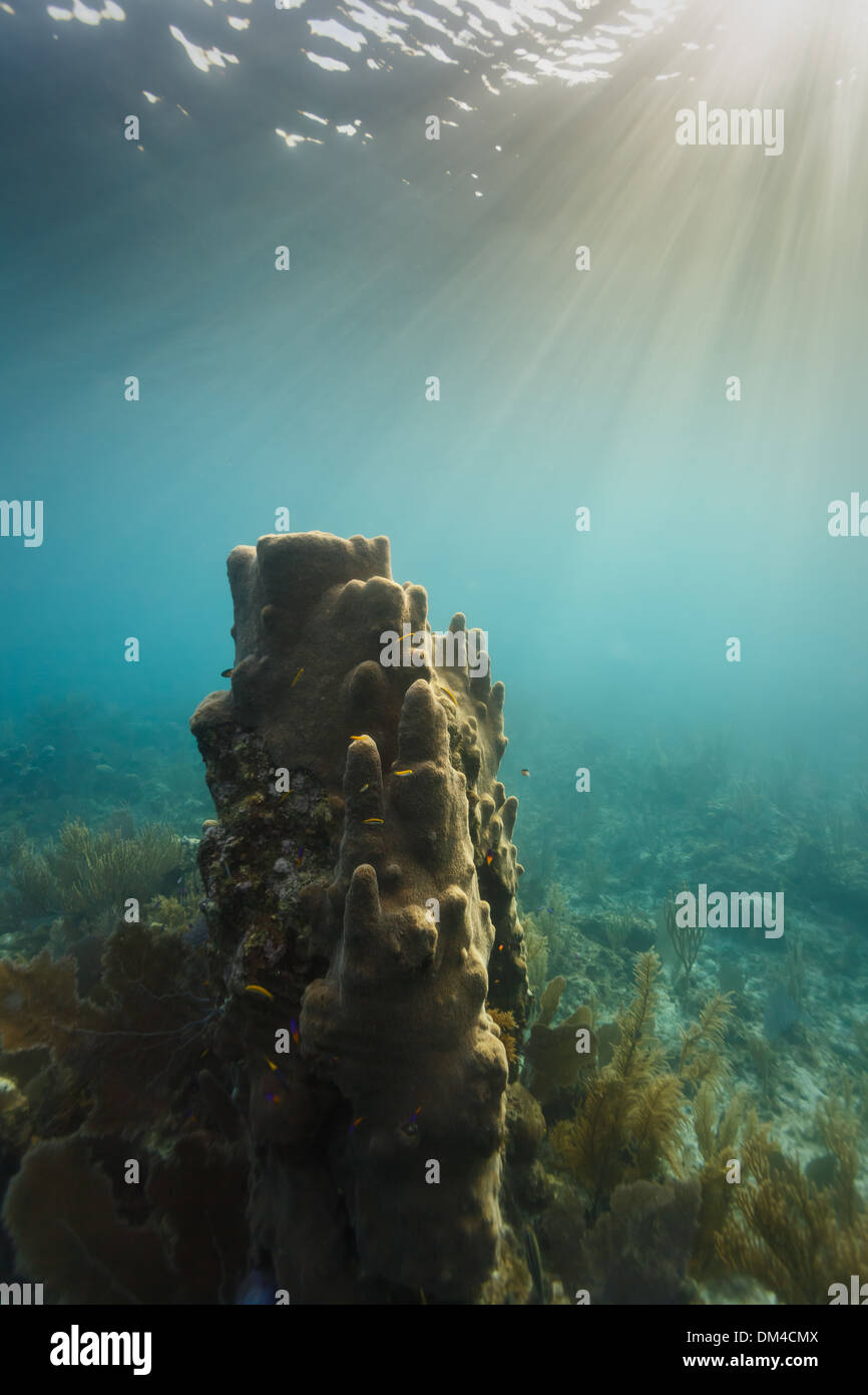 Giant sponge on coral reef in sunlight Stock Photo - Alamy