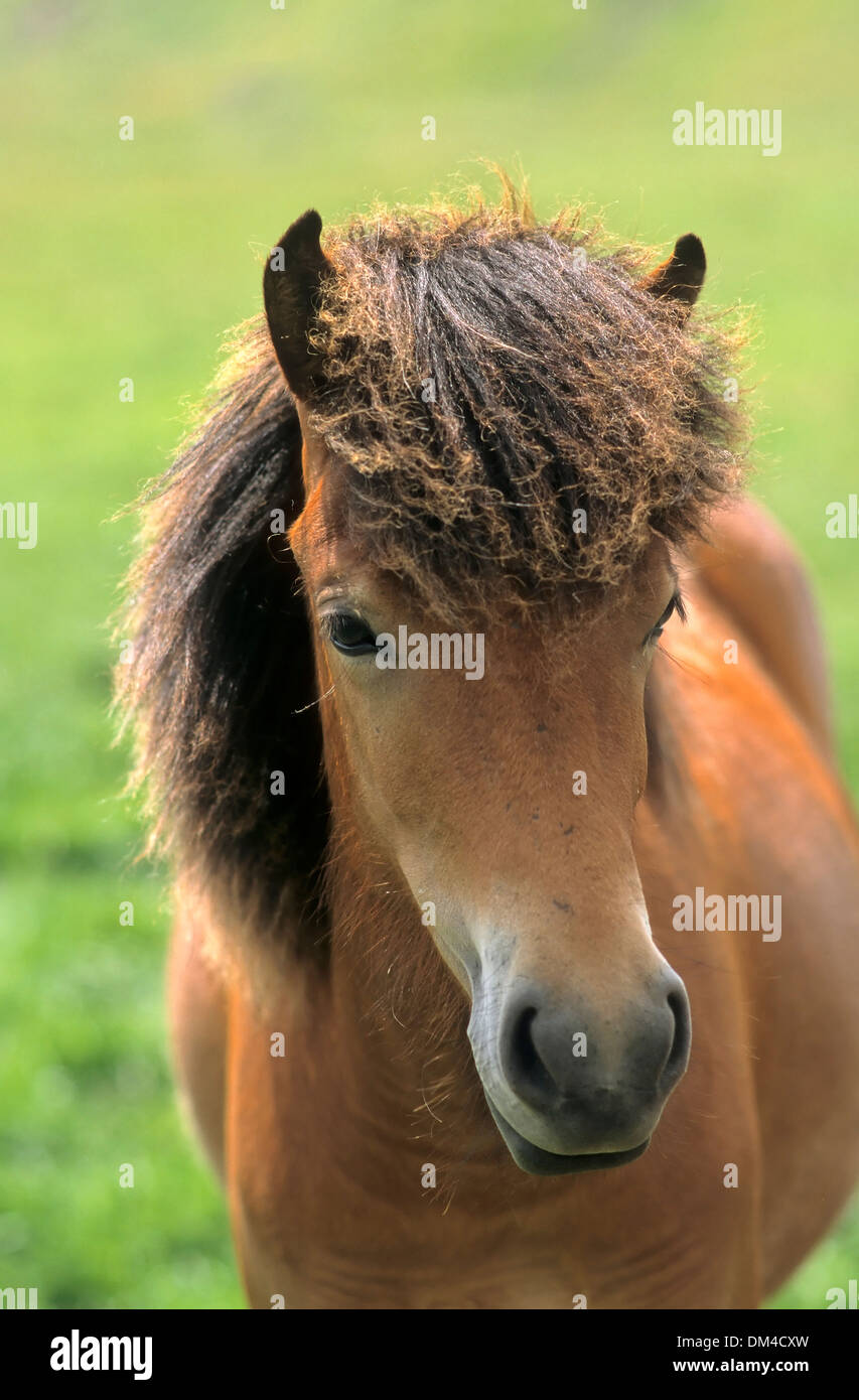 Icelandic horse, breed of horse, Islandpony - Fohlen Stock Photo - Alamy