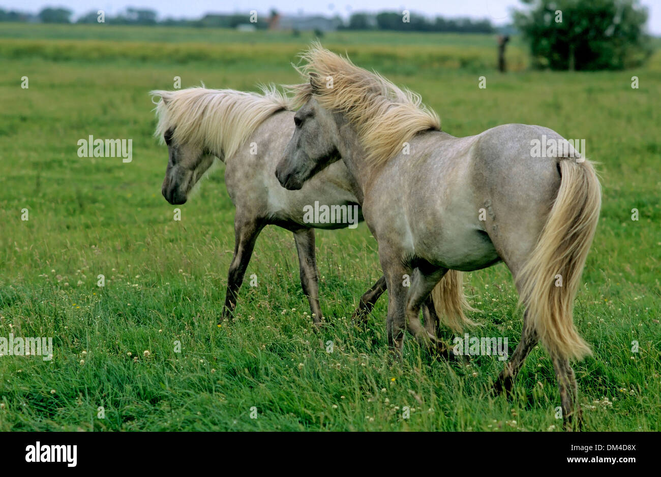 Horse breed hi-res stock photography and images - Alamy