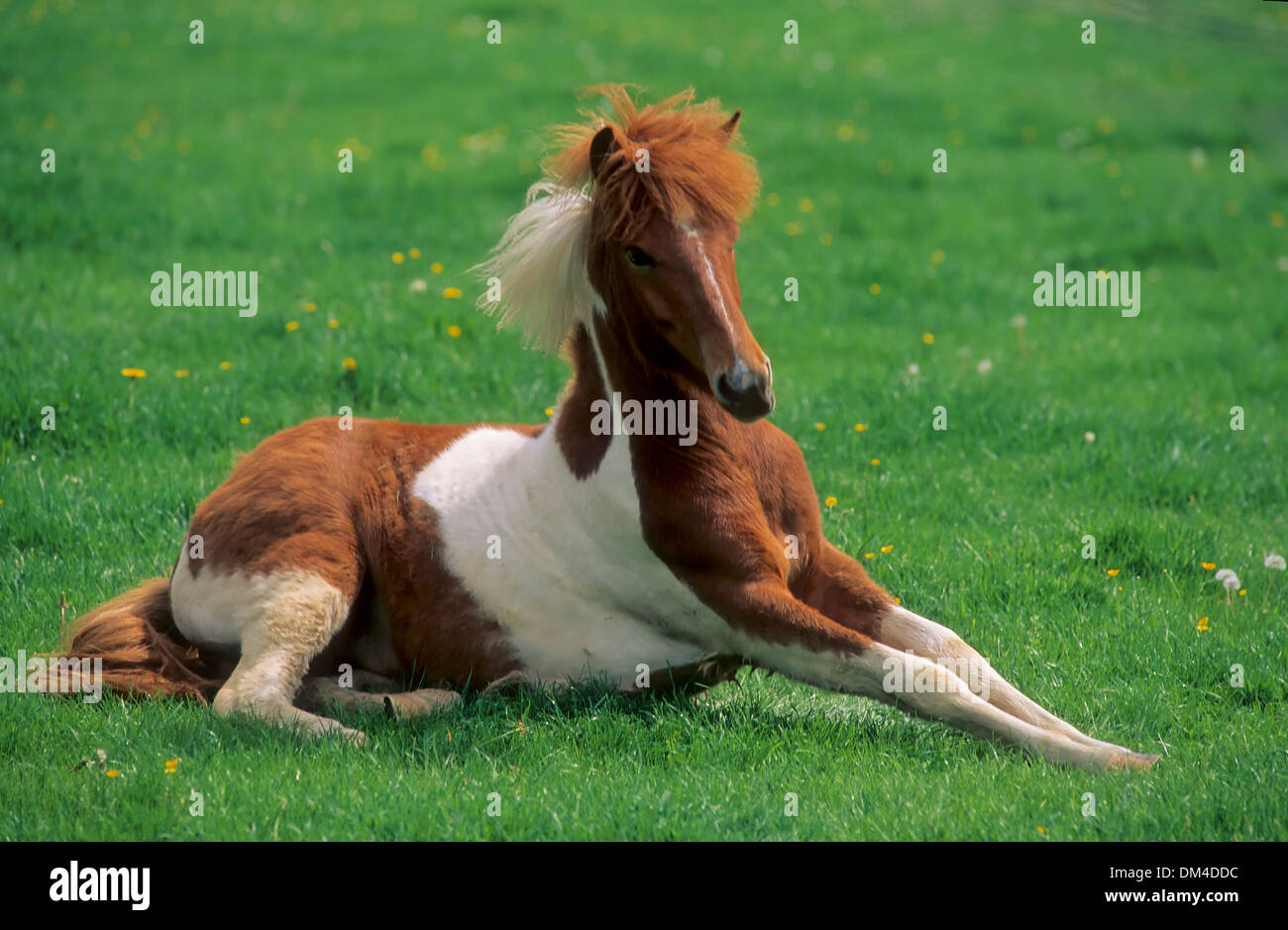 Icelandic horse, Islandpony liegend Stock Photo - Alamy