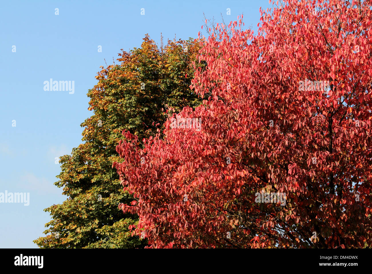 a red and a green treetop at autumn time Stock Photo - Alamy