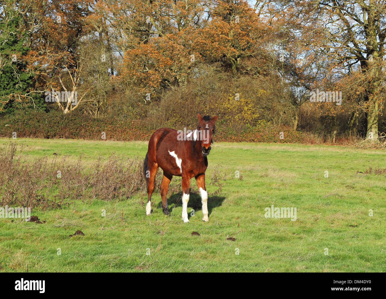 Skewbald hi-res stock photography and images - Alamy
