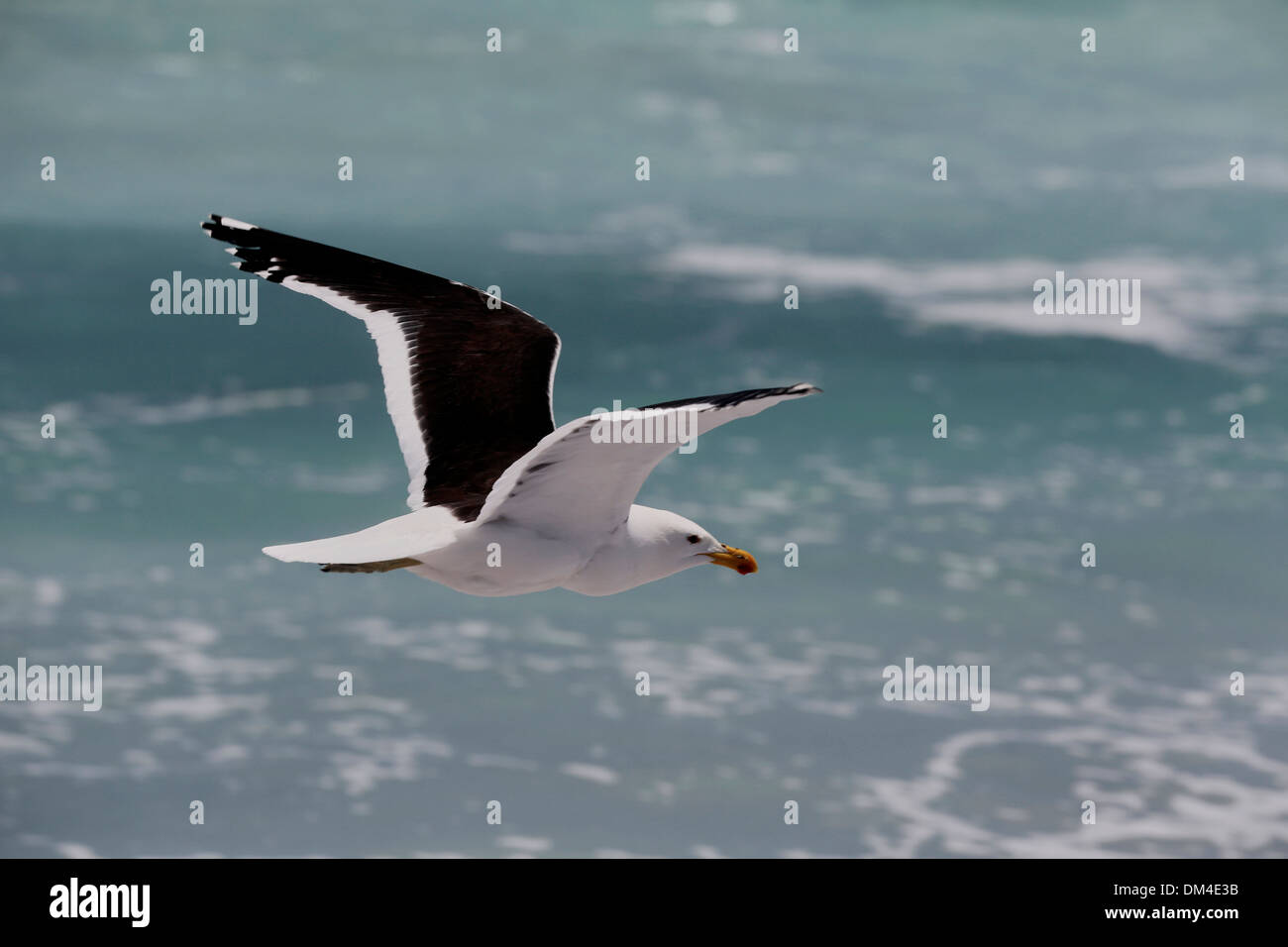 Soaring seagull over the ocean Stock Photo - Alamy