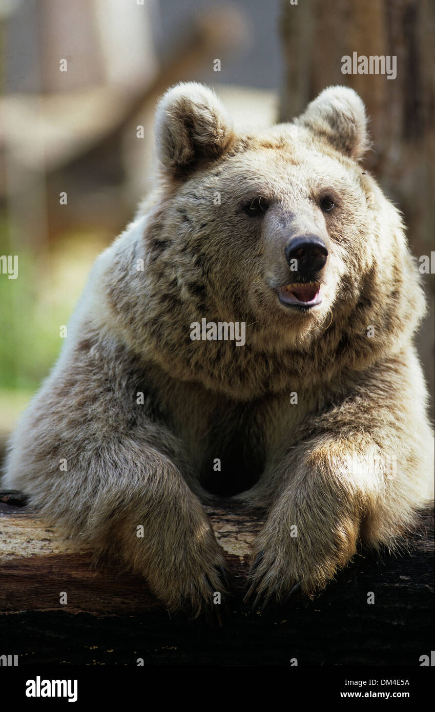 Syrian Brown Bear High Resolution Stock Photography and Images - Alamy