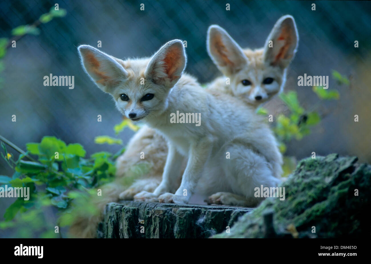 Fennek fennecus zerda hi-res stock photography and images - Alamy