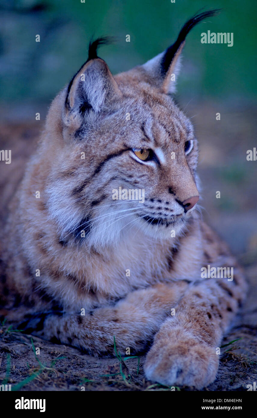 Lynx, Eurasian lynx (Lynx lynx), Europäischer Luchs, Eurasischer Luchs ...