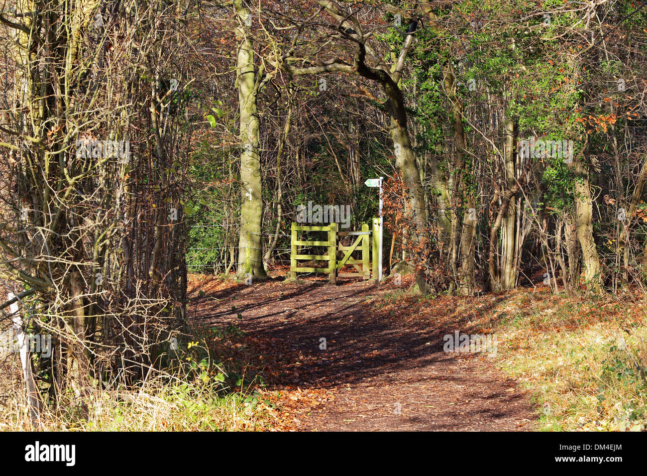 Late Autumn Landscape in rural England with footpath between trees and ...
