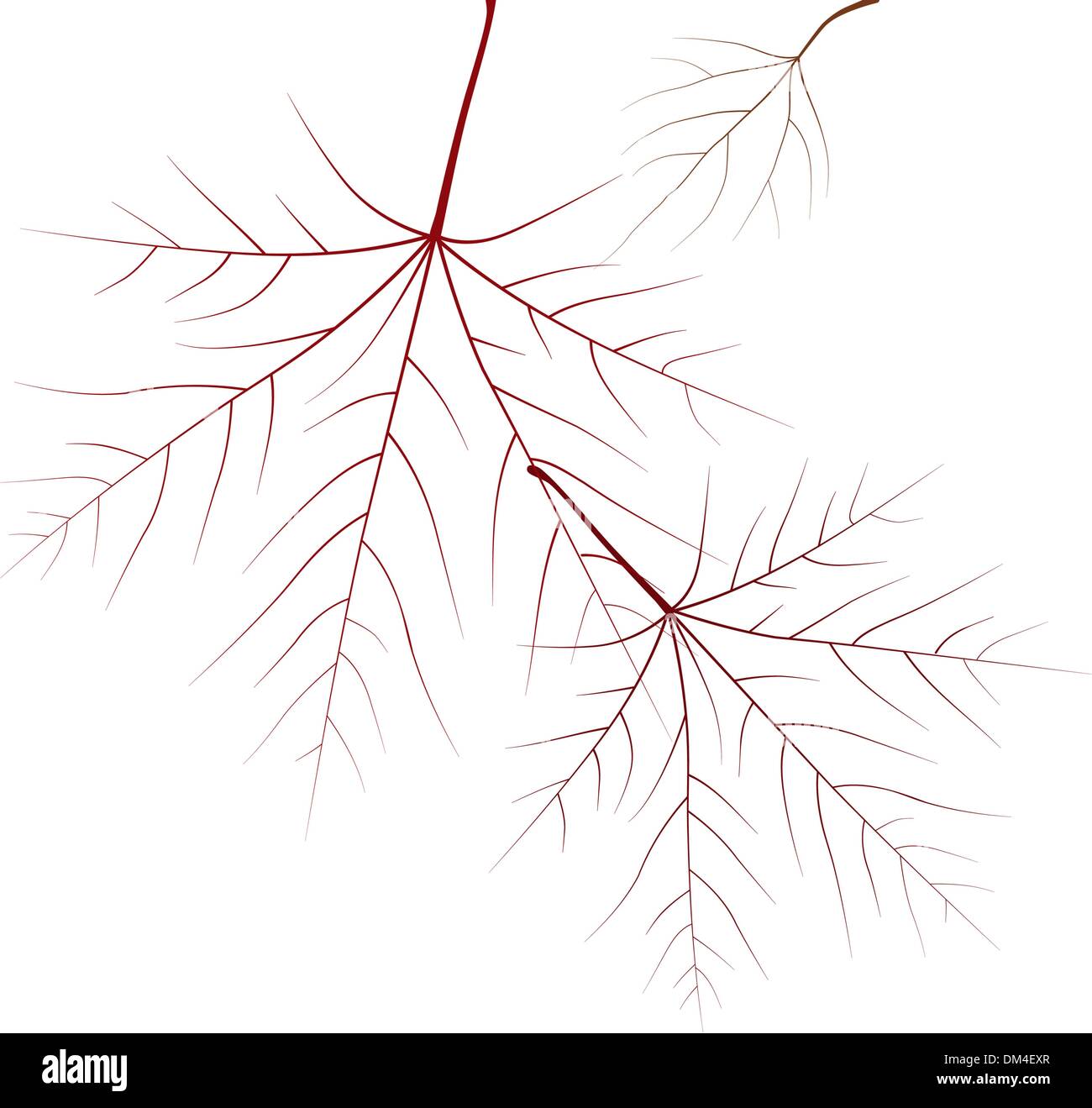 Maple branches leaves bright Stock Vector Images - Alamy