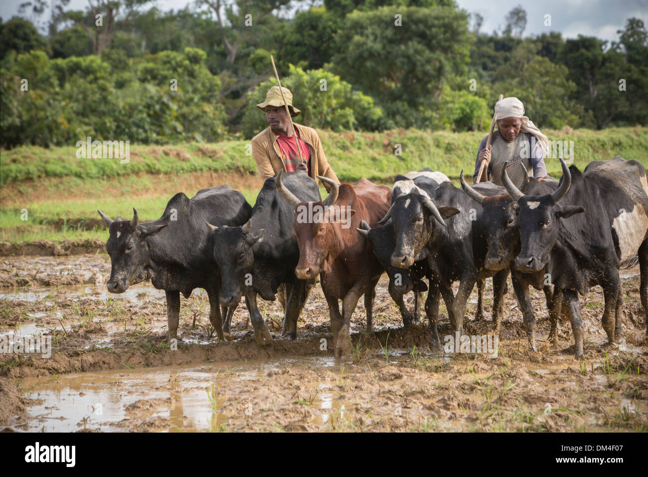 Plowing cows hi-res stock photography and images - Alamy