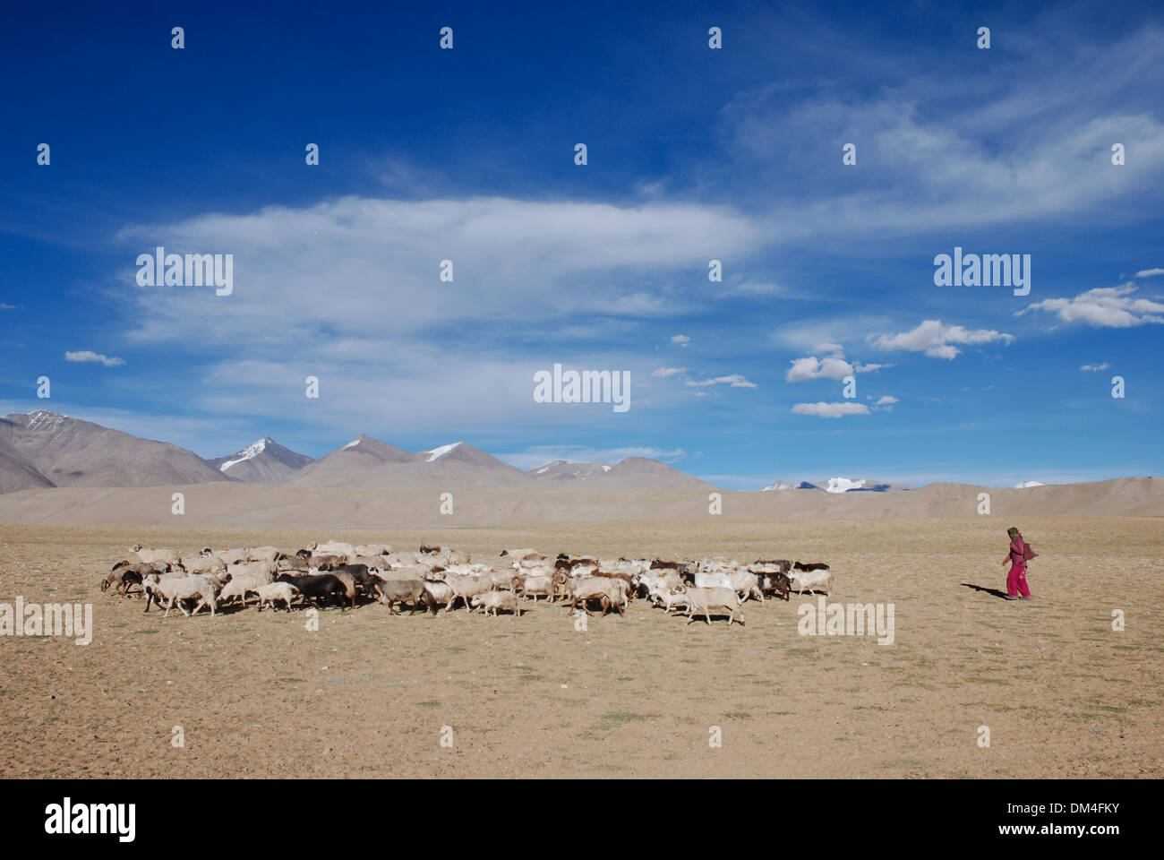 Ladakh, India - July 2009: a Changpa nomadic herder with his animals ...