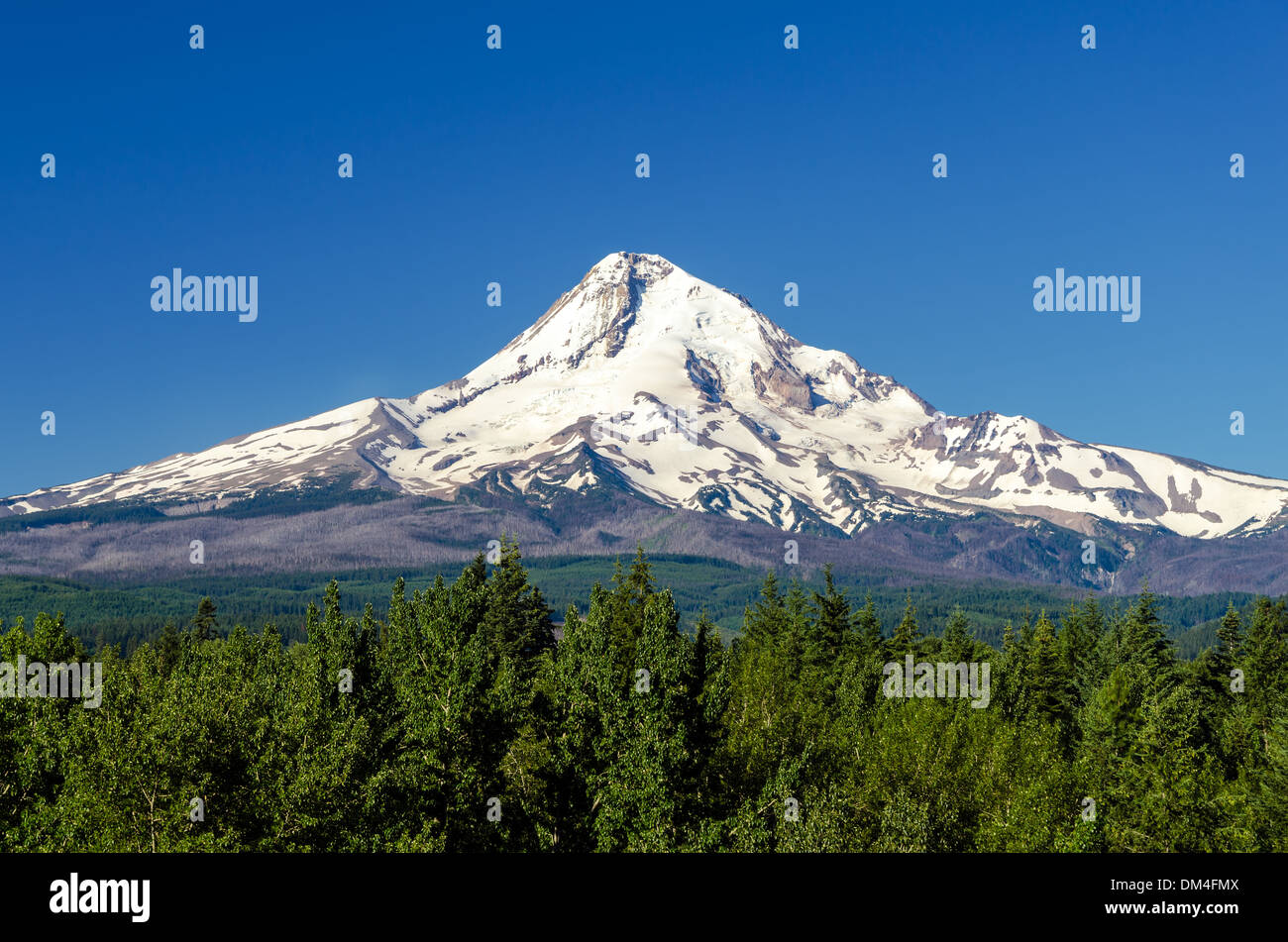 Snow capped Mt. Hood rising high above a forest Stock Photo - Alamy