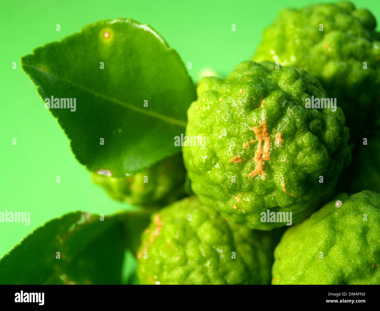fresh bergamot and bergamot leaves Stock Photo - Alamy