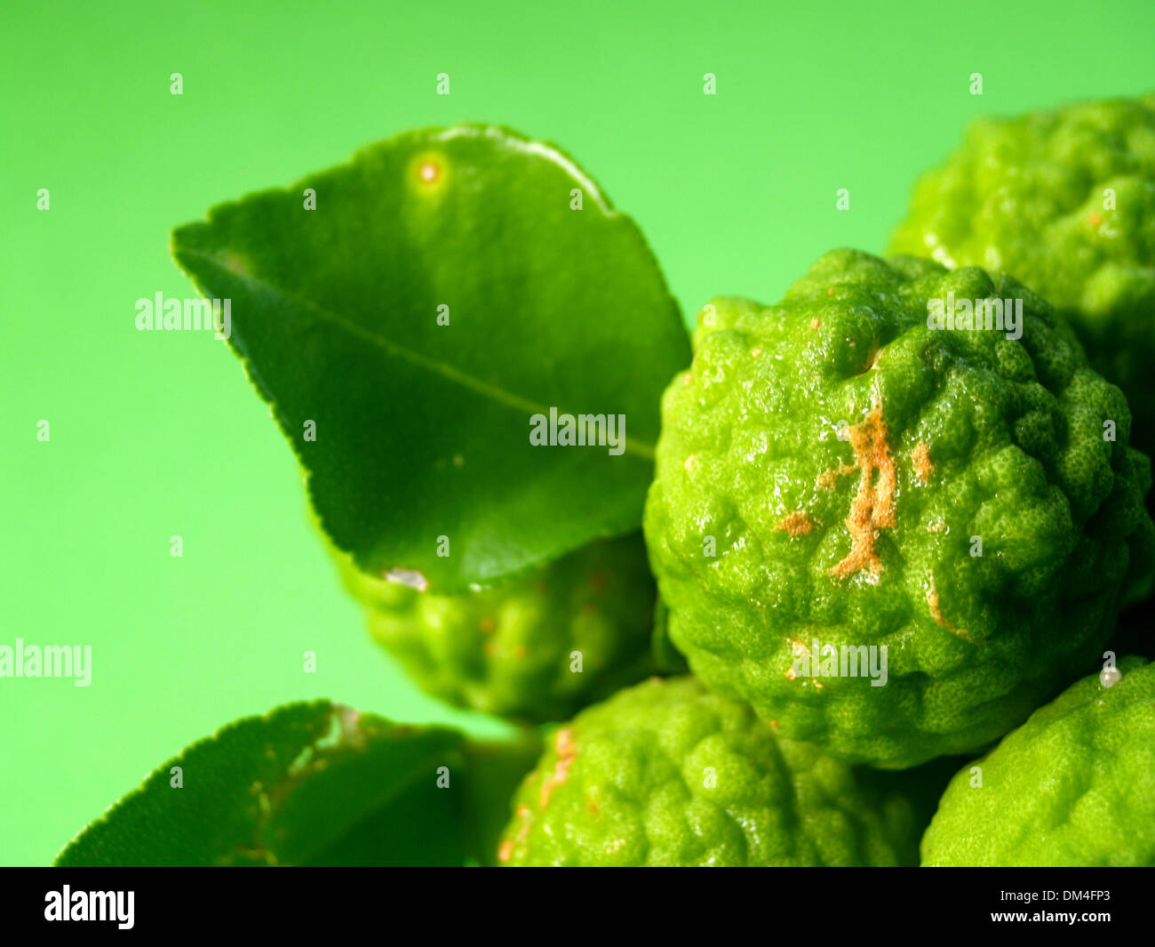 fresh bergamot and bergamot leaves Stock Photo - Alamy