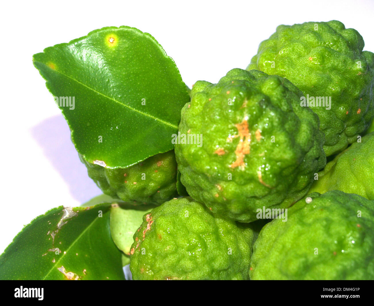 fresh bergamot and bergamot leaves Stock Photo - Alamy