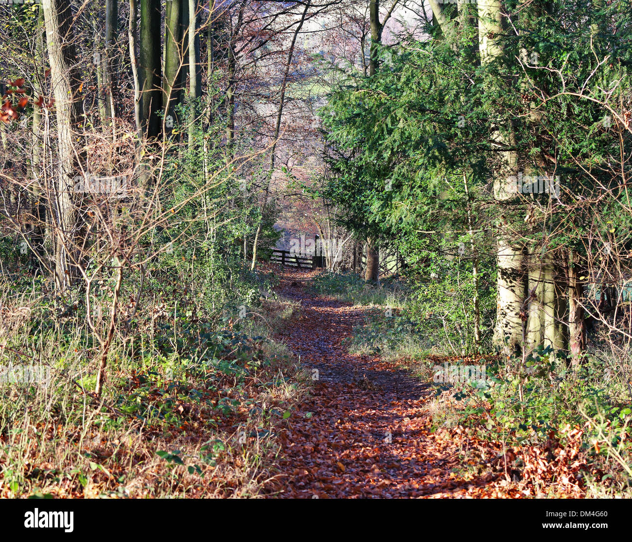 Woodland gate and fence hi-res stock photography and images - Alamy
