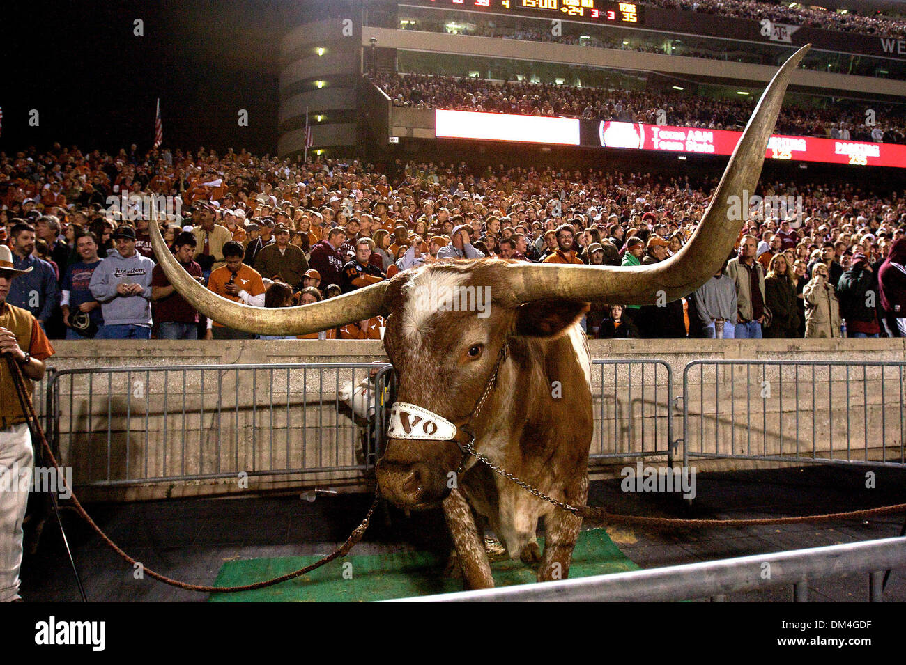 University of Texas Longhorn mascot Bevo makes an appearance at Kyle ...