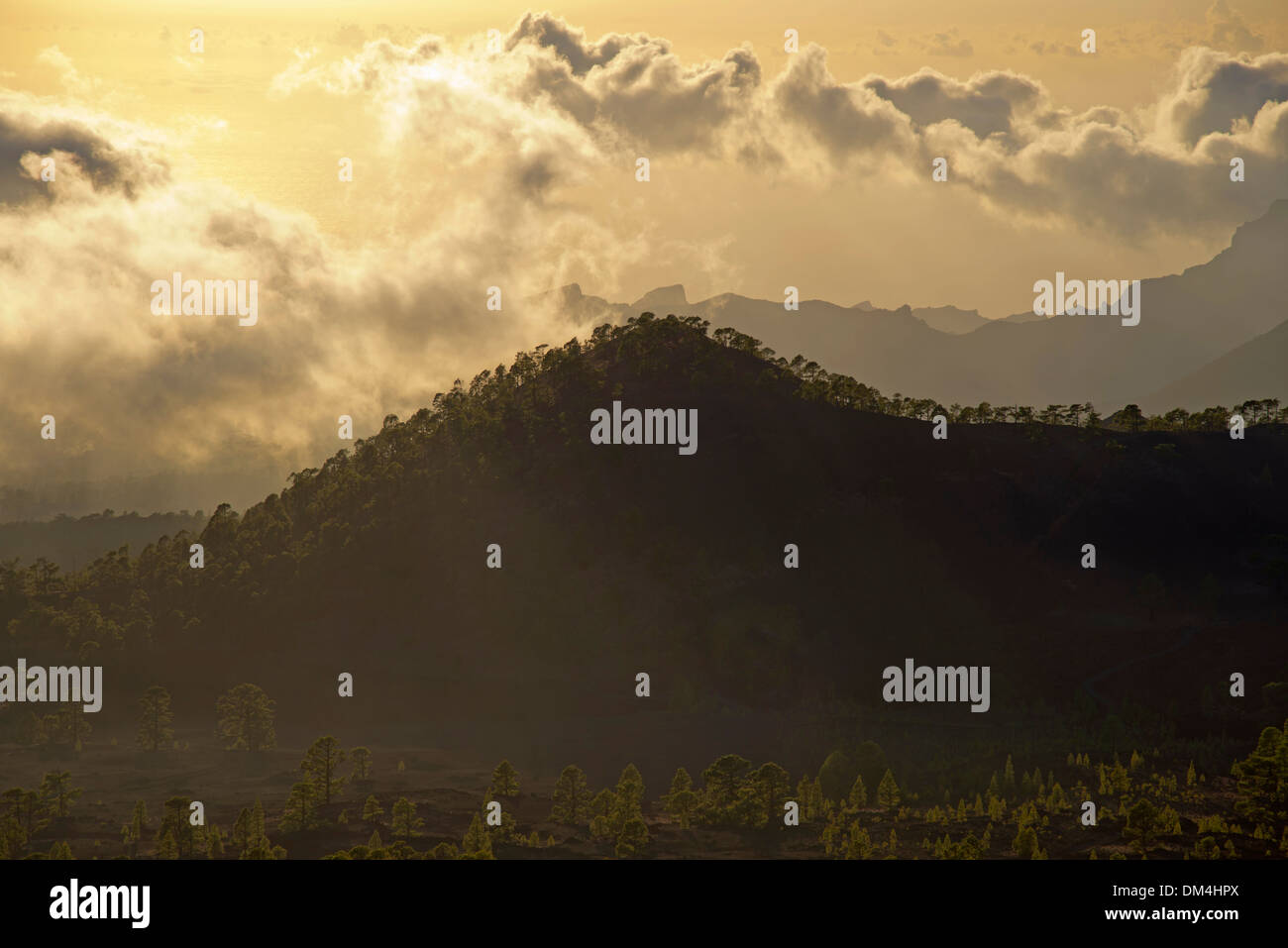 outside tree species botany trees canariensis Chio endemical Endemite ...
