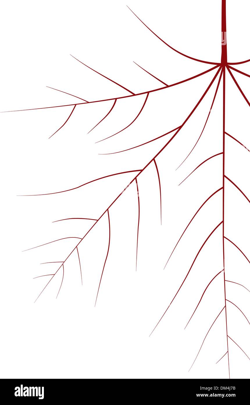 Vibrant red maple tree Stock Vector Images - Alamy