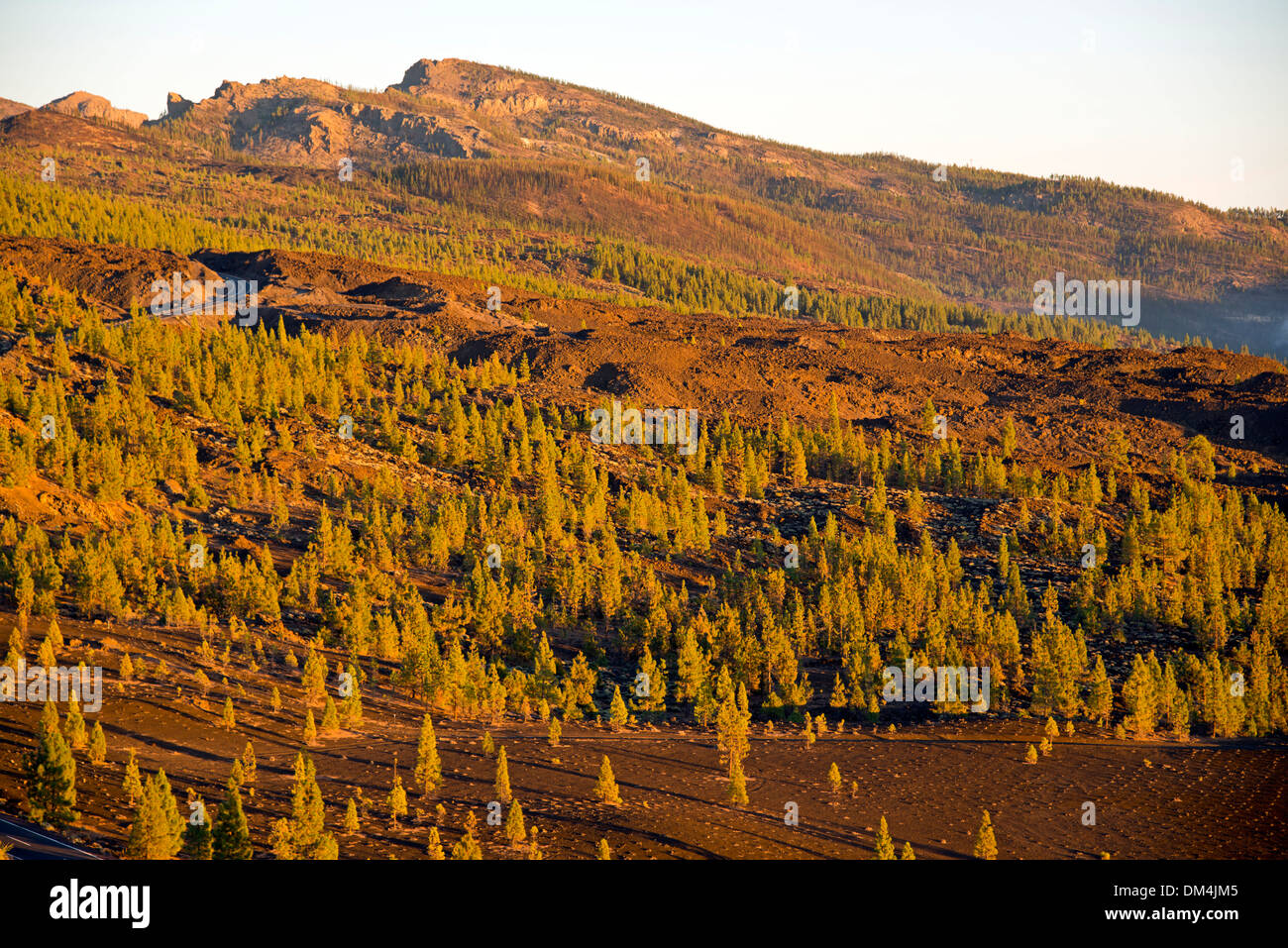 outside tree species botany trees canariensis Chio endemical Endemite ...