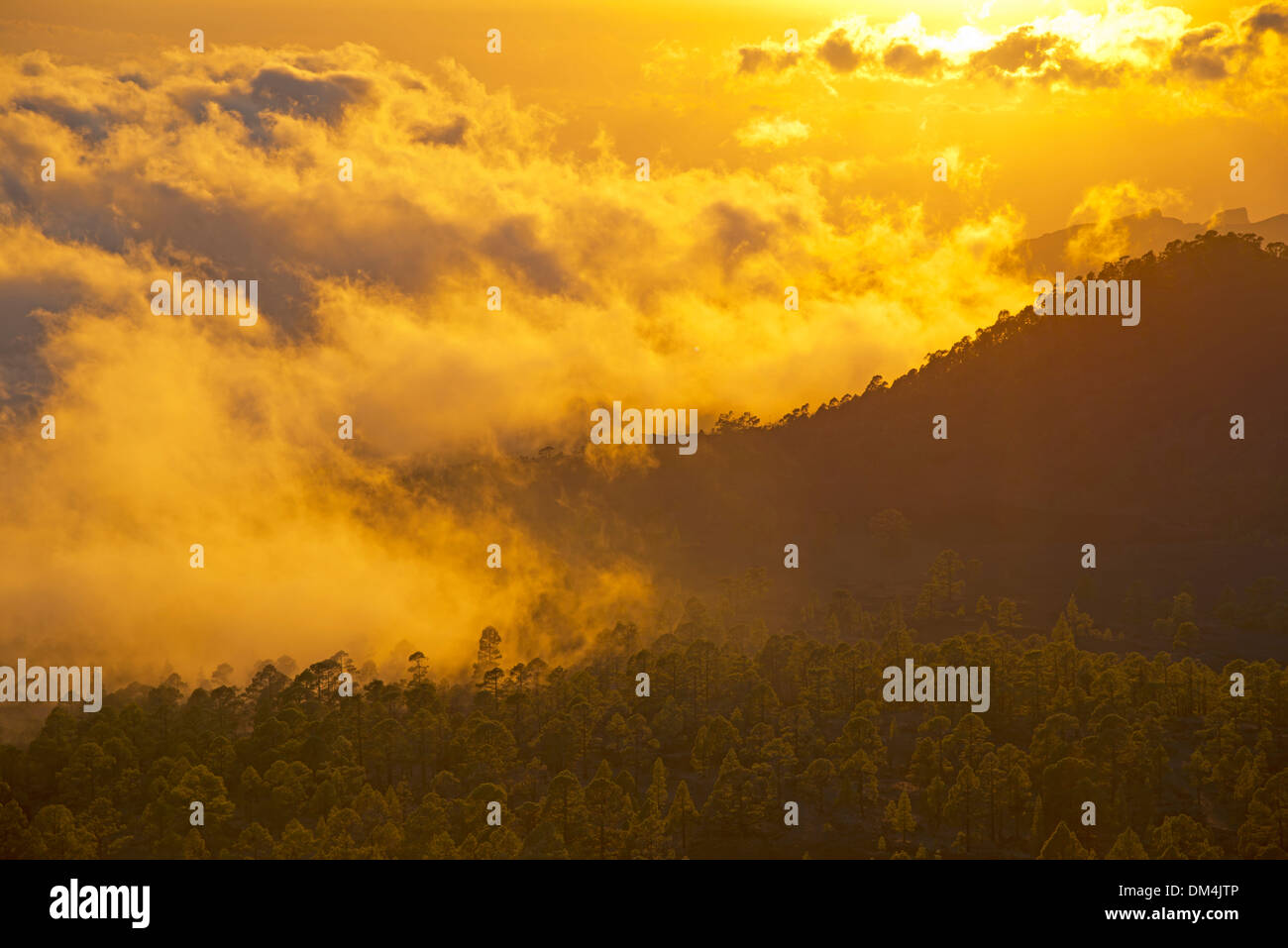 outside tree species botany trees canariensis Chio endemical Endemite ...
