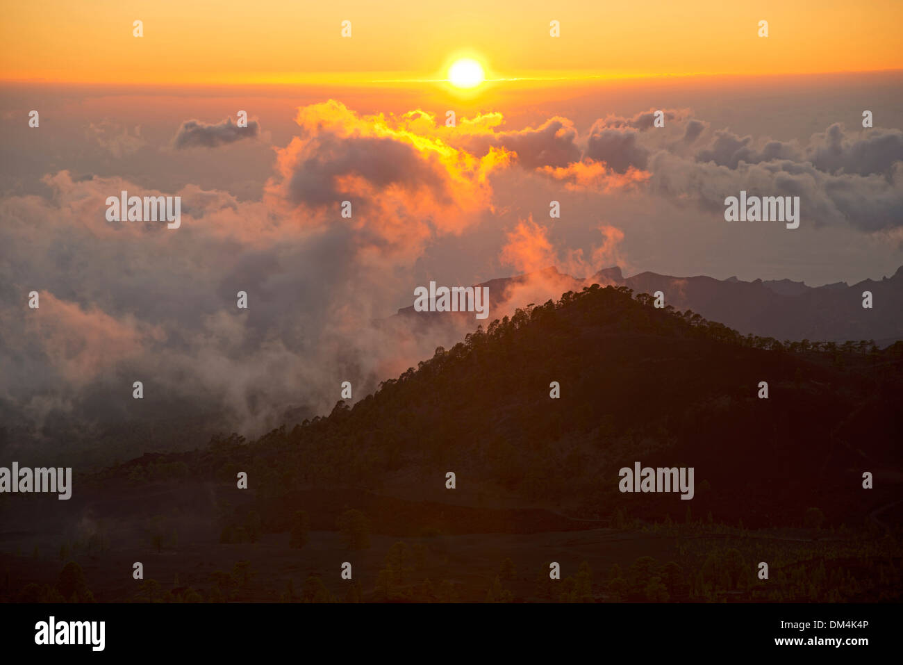 outside tree species botany trees canariensis Chio endemical Endemite ...