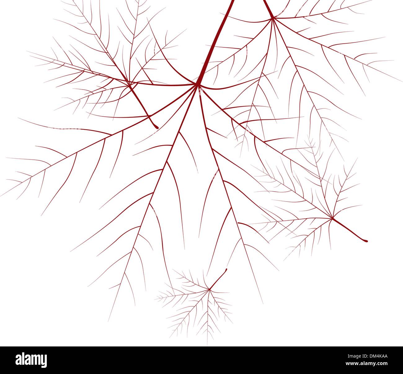 Maple leaf vector vectors hi-res stock photography and images - Alamy