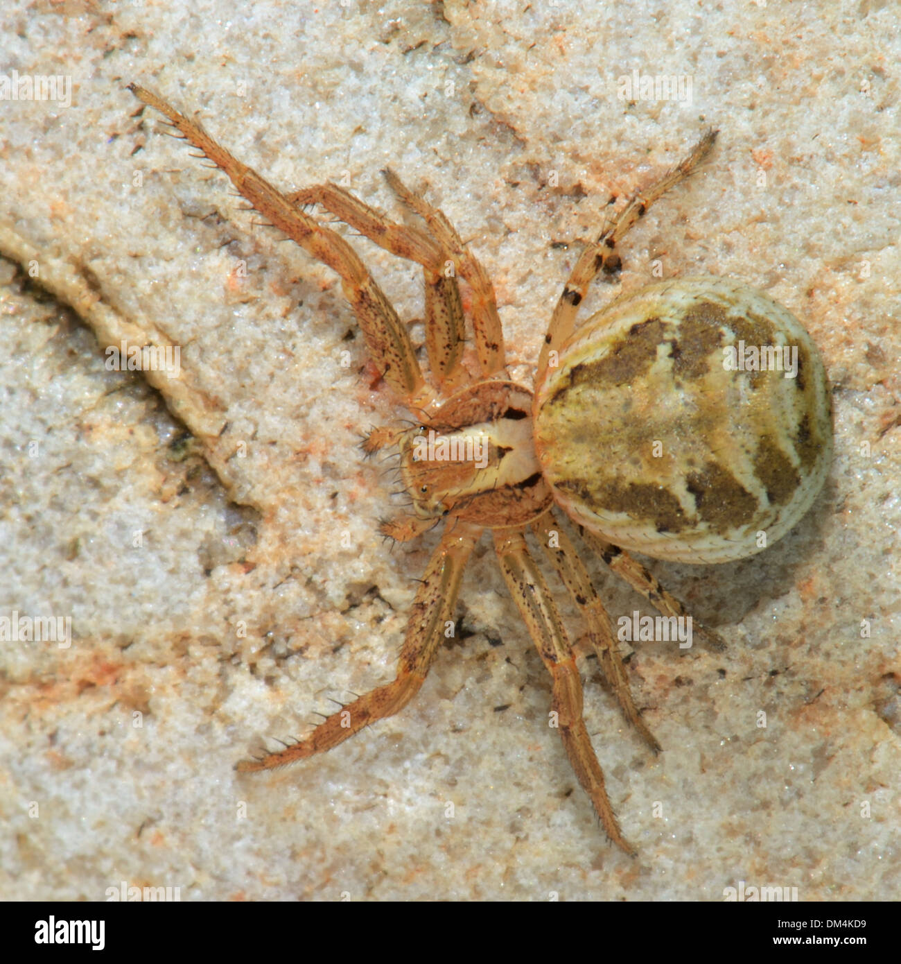 Common crab spider hi-res stock photography and images - Alamy