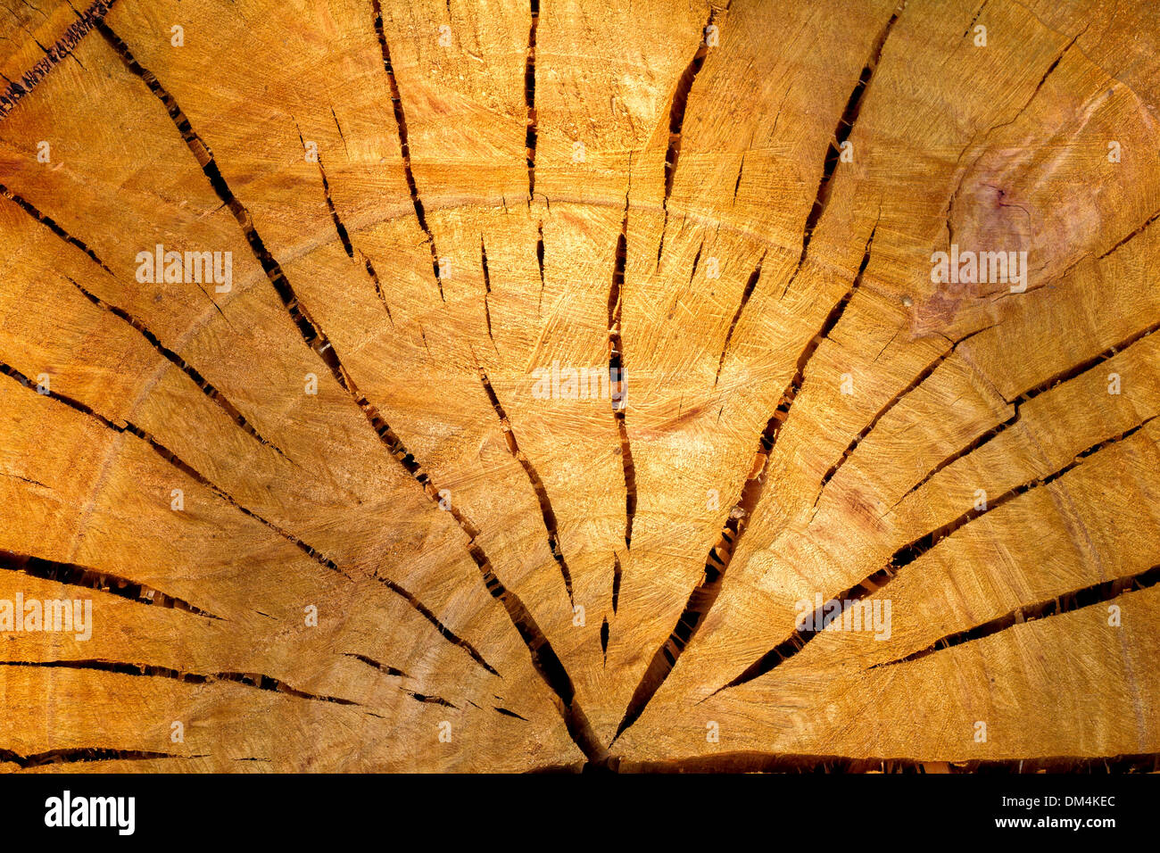 Wooden background with cracked annual growth ring Stock Photo - Alamy