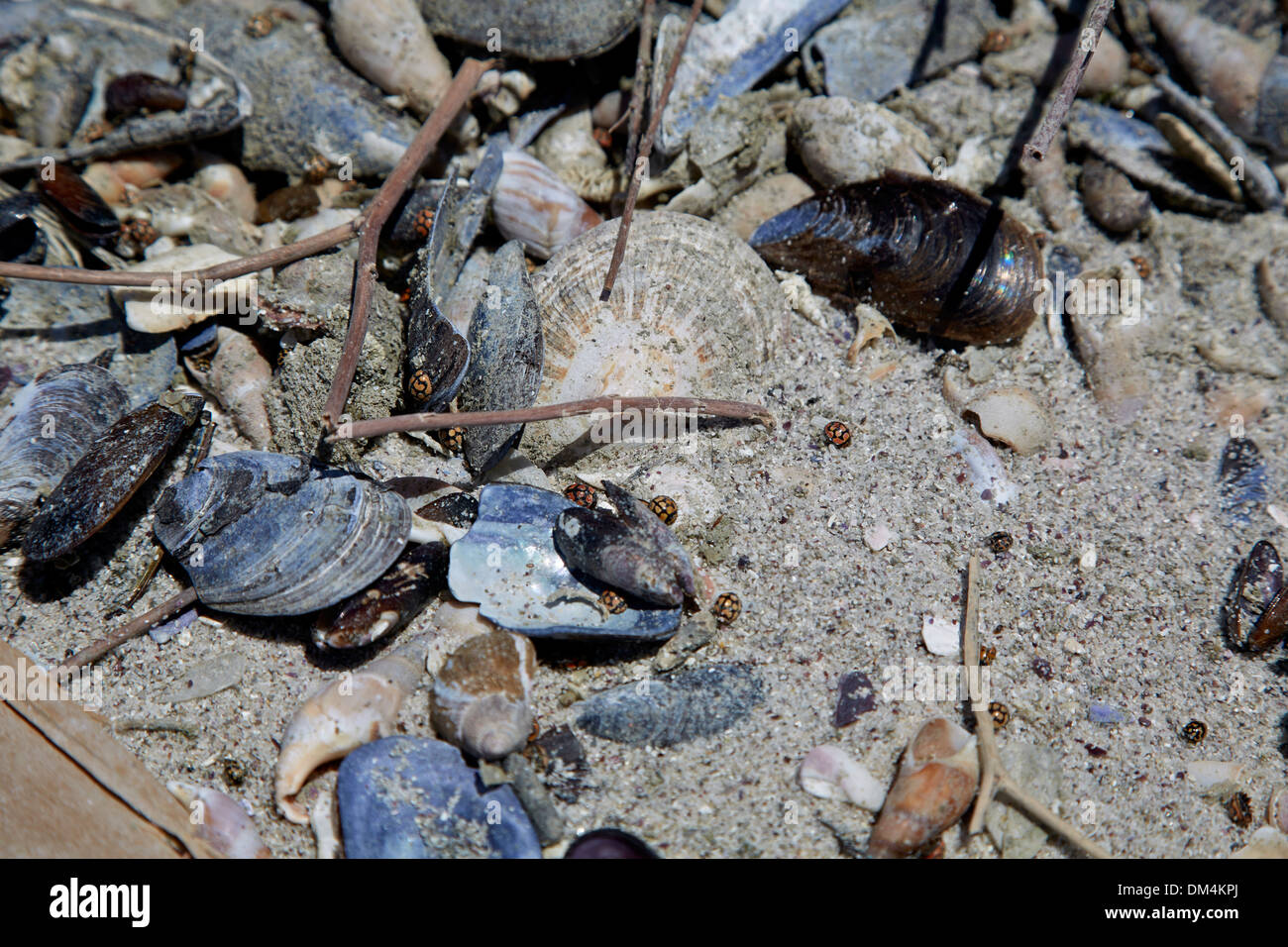 Mussel shells on a beach Stock Photo - Alamy