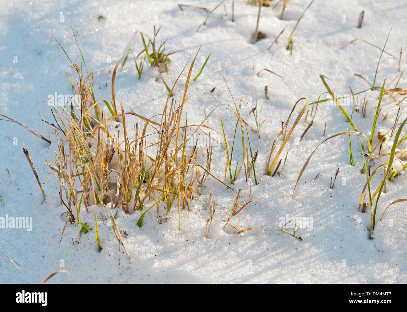 Green grass and snow hi-res stock photography and images - Alamy