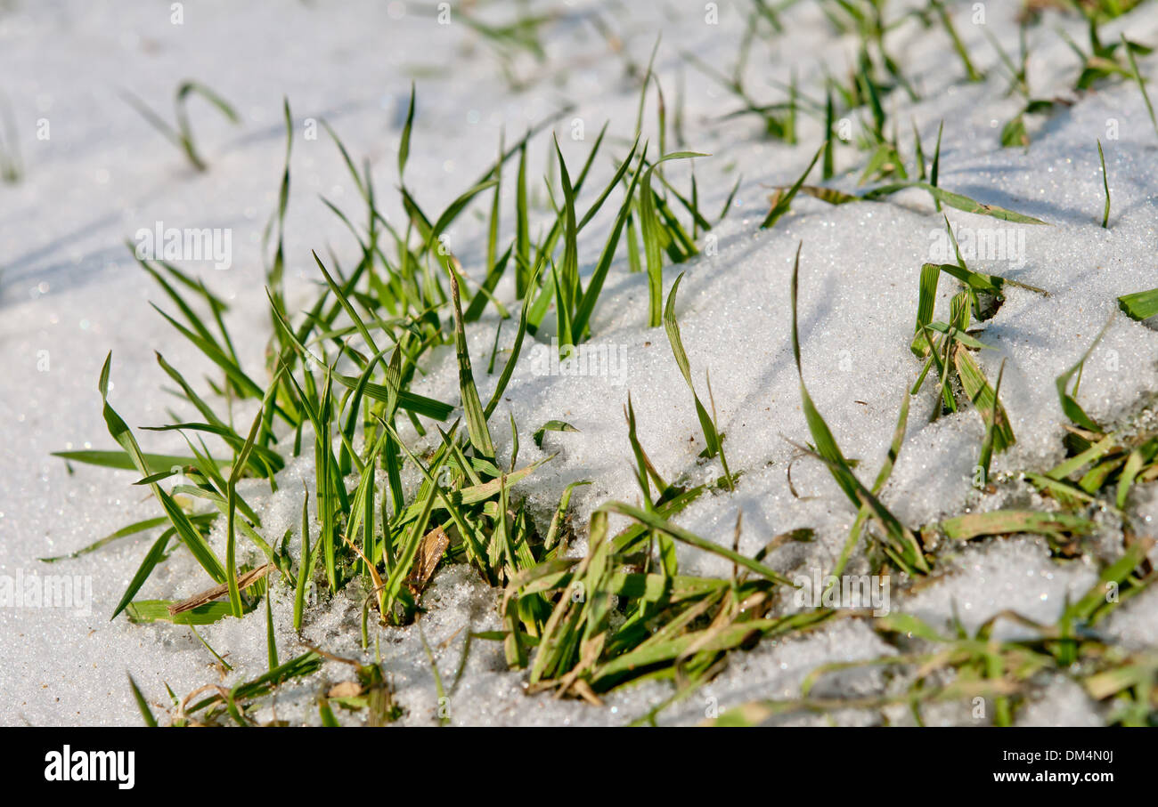 Snow flakes green background hi-res stock photography and images - Alamy