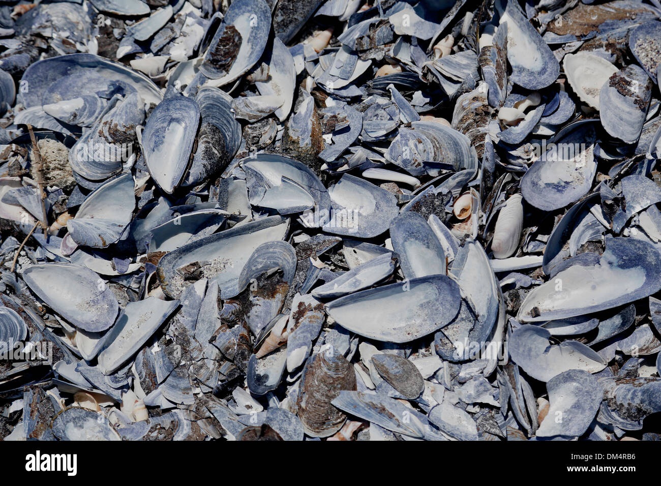 Close up of beach shells hi-res stock photography and images - Alamy