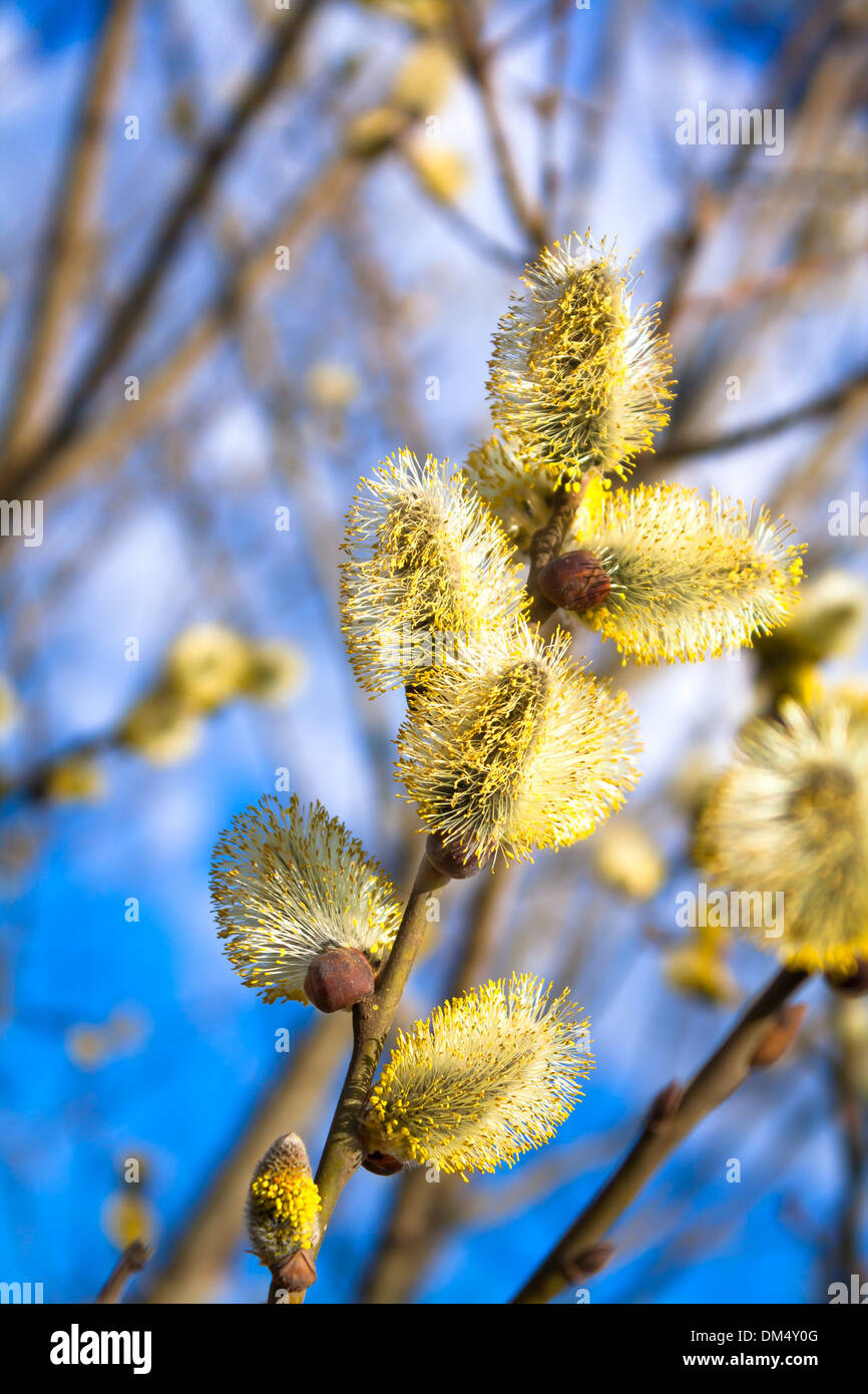 branches of a willow blossom in the spring against the blue sky Stock ...