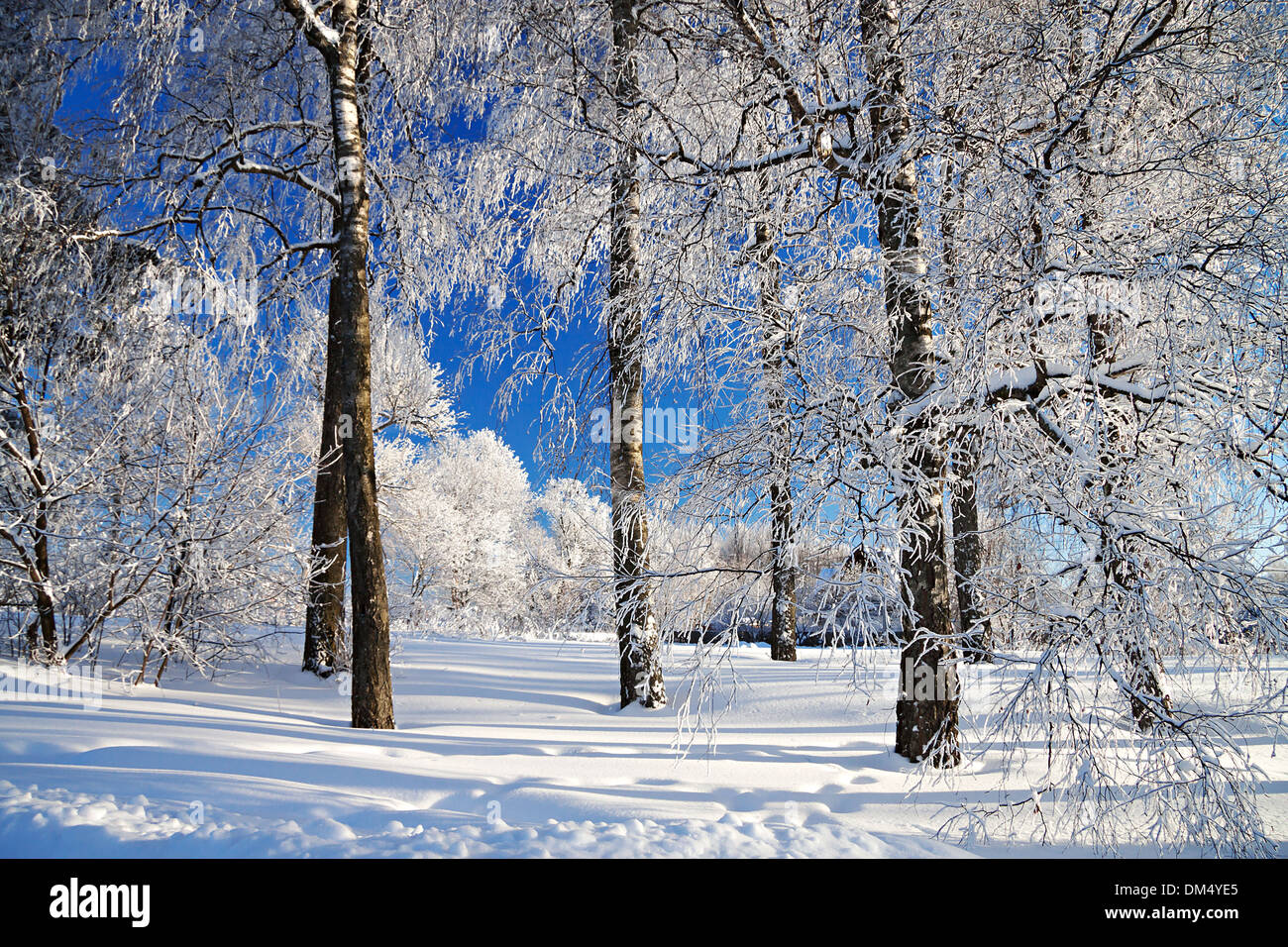 winter landscape with the forest Stock Photo - Alamy