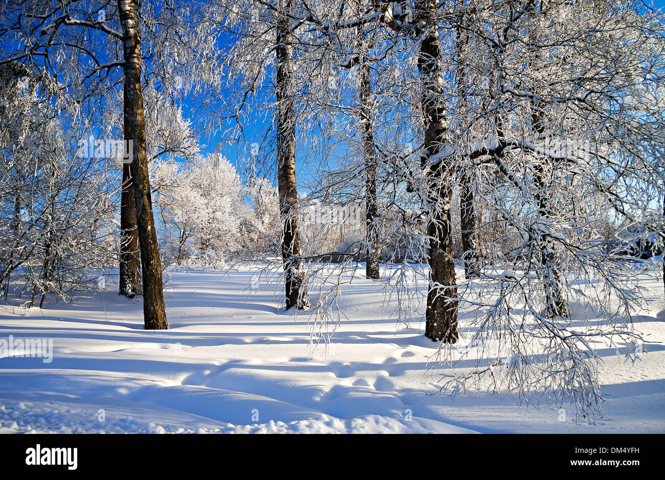 winter landscape with the forest Stock Photo - Alamy